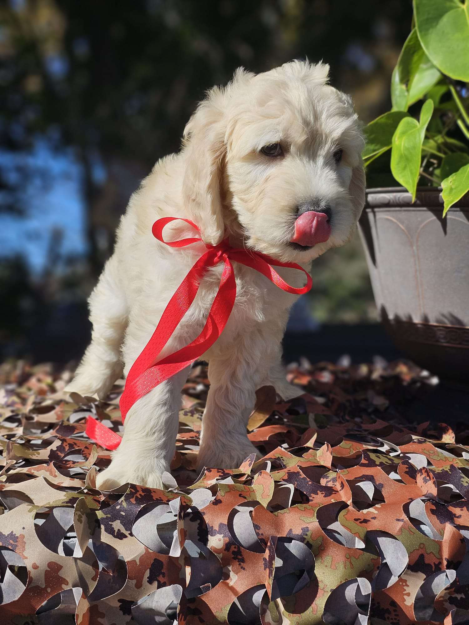 Standard - Buddy - Male - Goldendoodles By Aggie