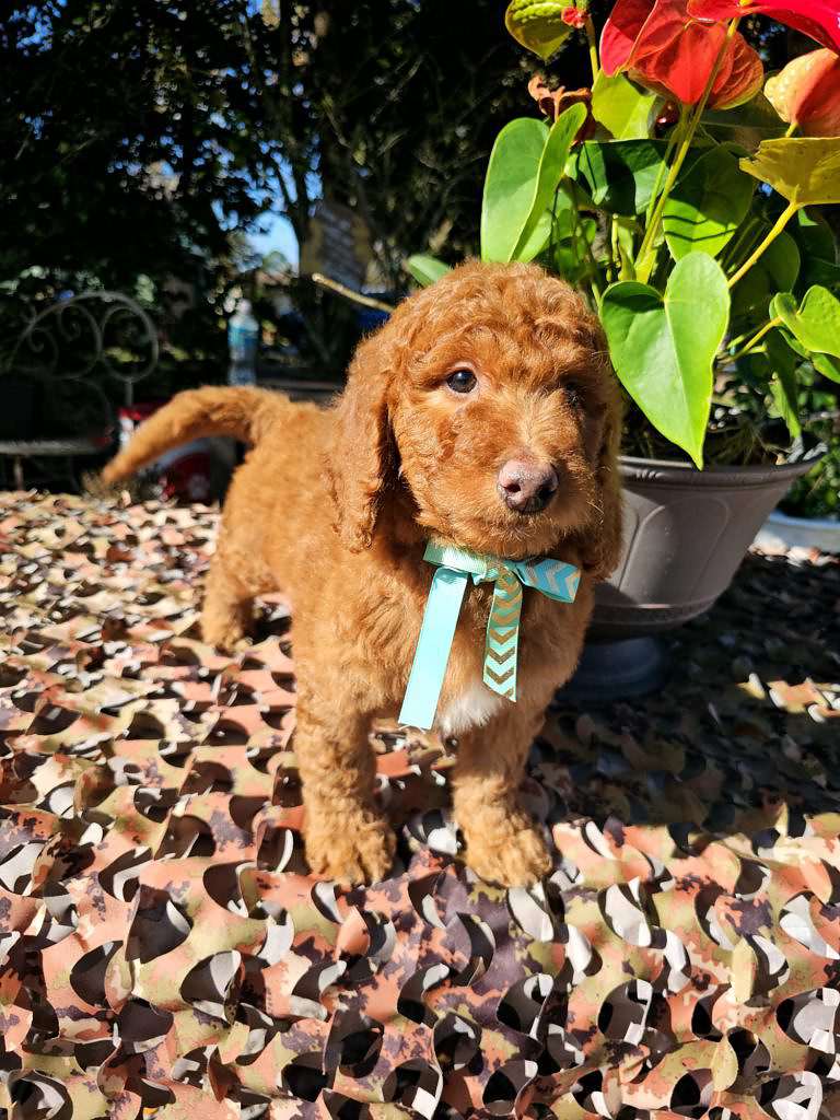 Standard – Woody – Male – Goldendoodles By Aggie