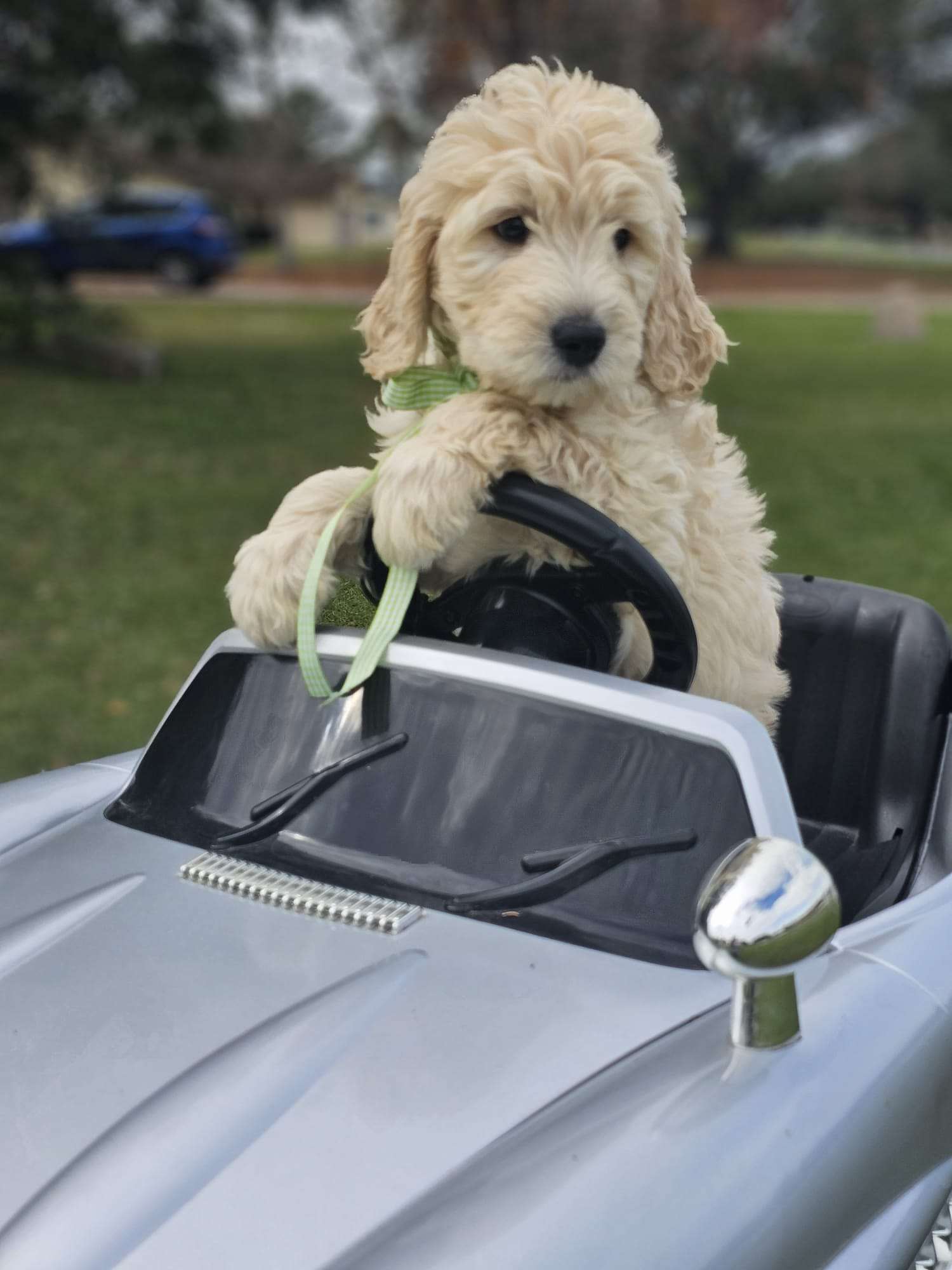 Standard - Buddy - Male - Goldendoodles By Aggie