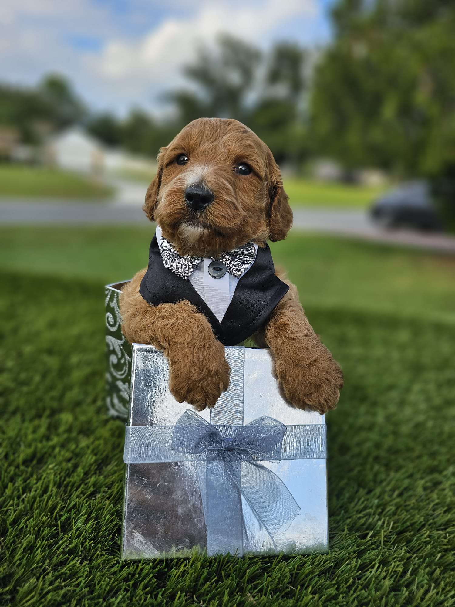 Toy - Lego - Male - Goldendoodles By Aggie