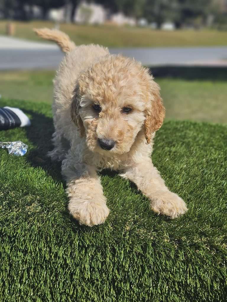 Standard – Oliver – Male – Goldendoodles By Aggie