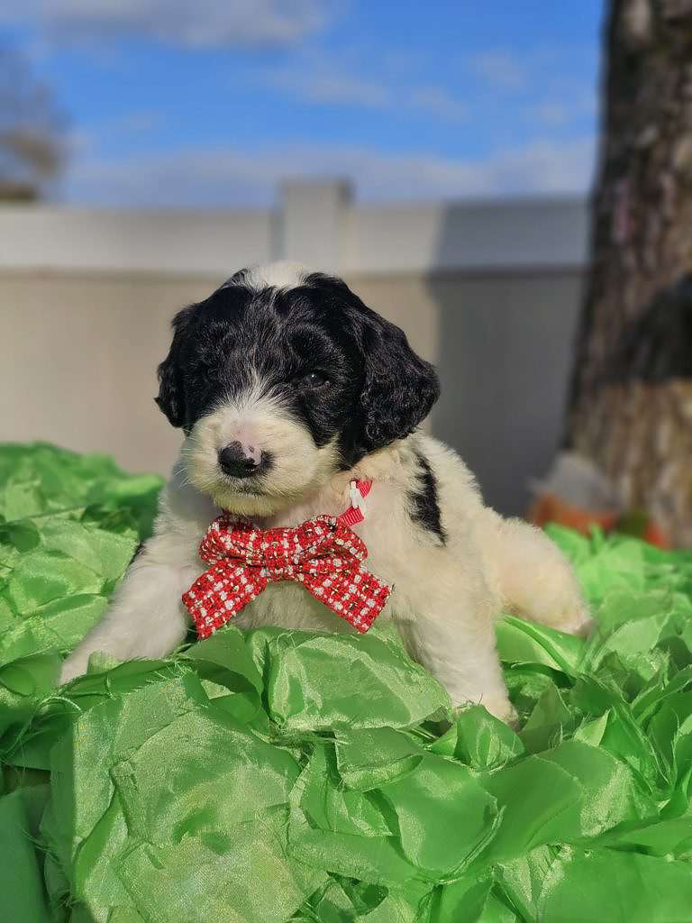 Standard – Checkers – Male – Goldendoodles By Aggie