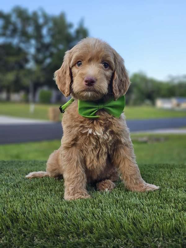 Standard – Walker – Male – Goldendoodles By Aggie