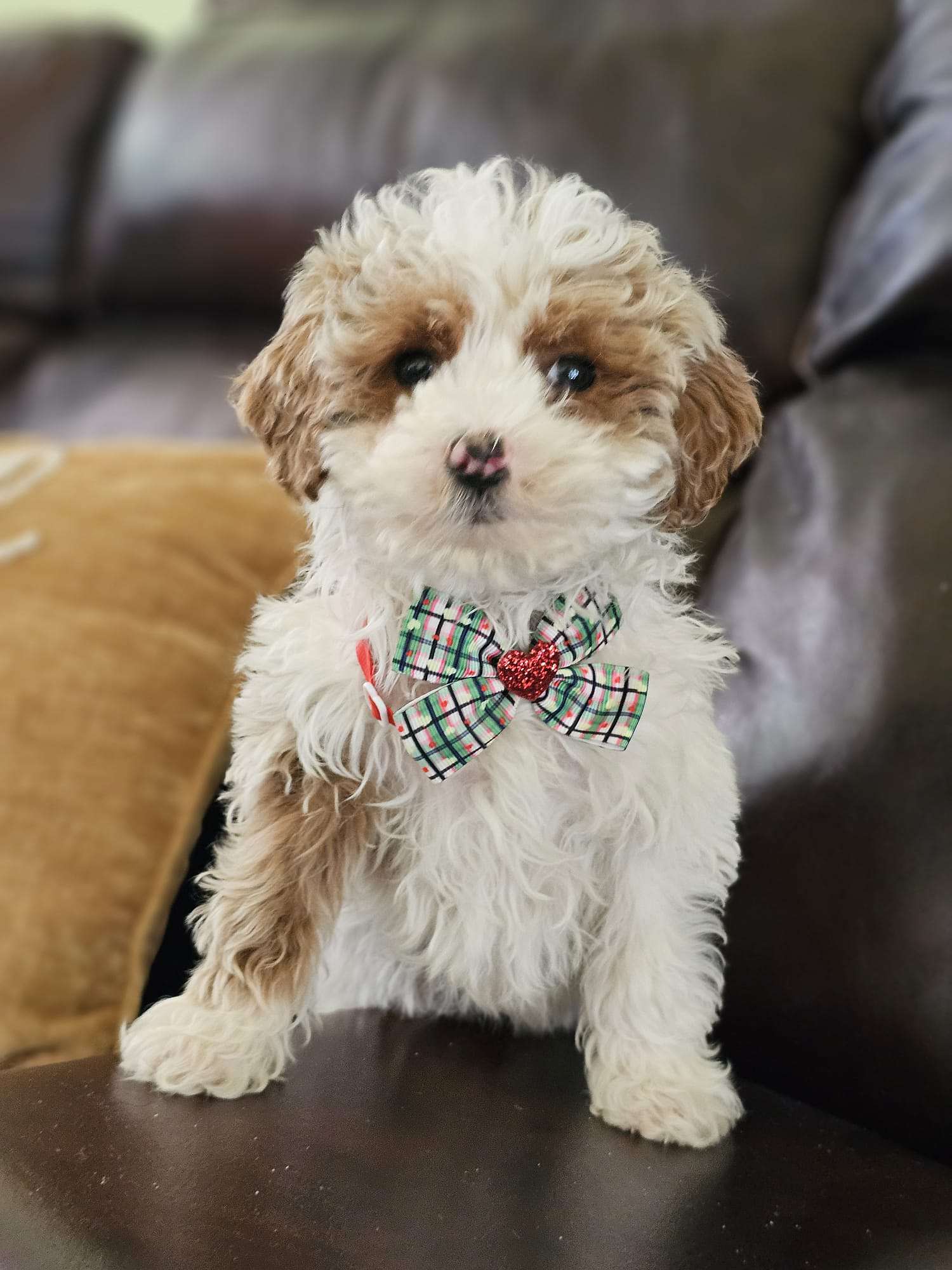 Micro - Bear - Male - Goldendoodles By Aggie