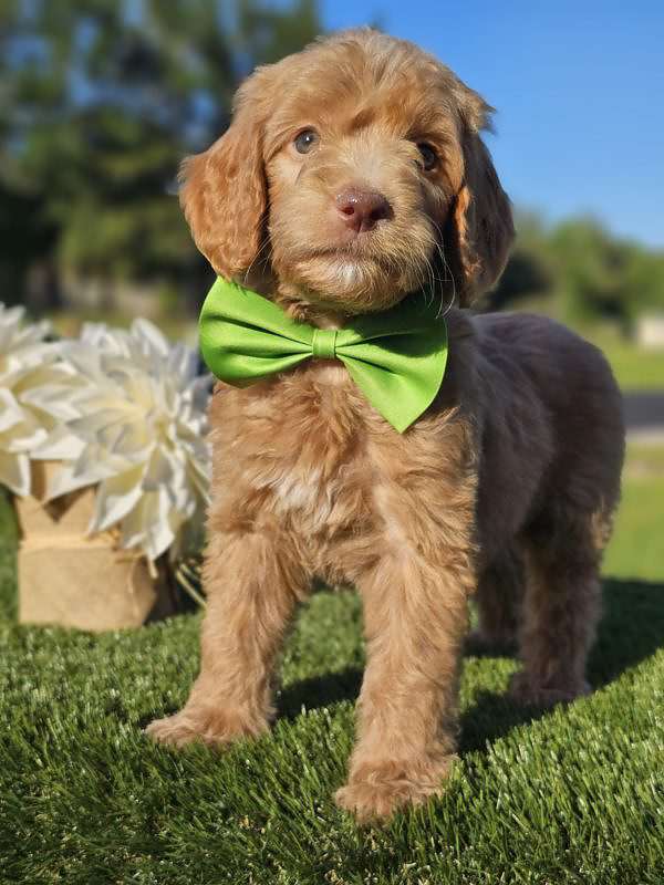 Standard – Walker – Male – Goldendoodles By Aggie