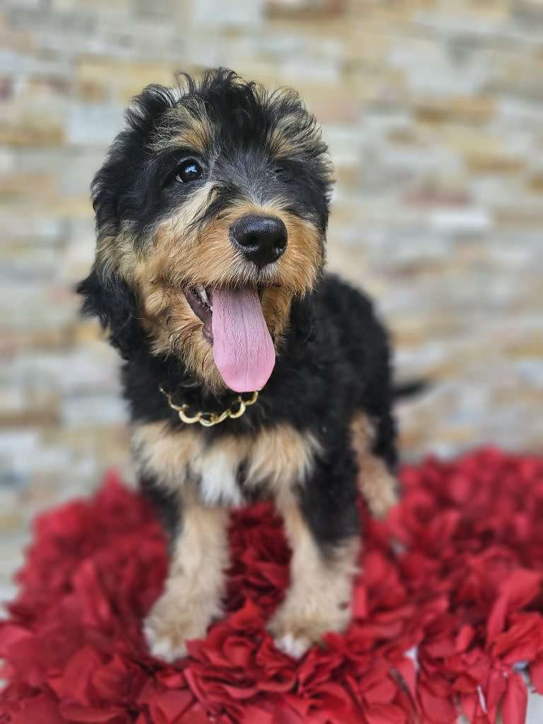 Bernedoodle – Bernie – Male – Goldendoodles By Aggie