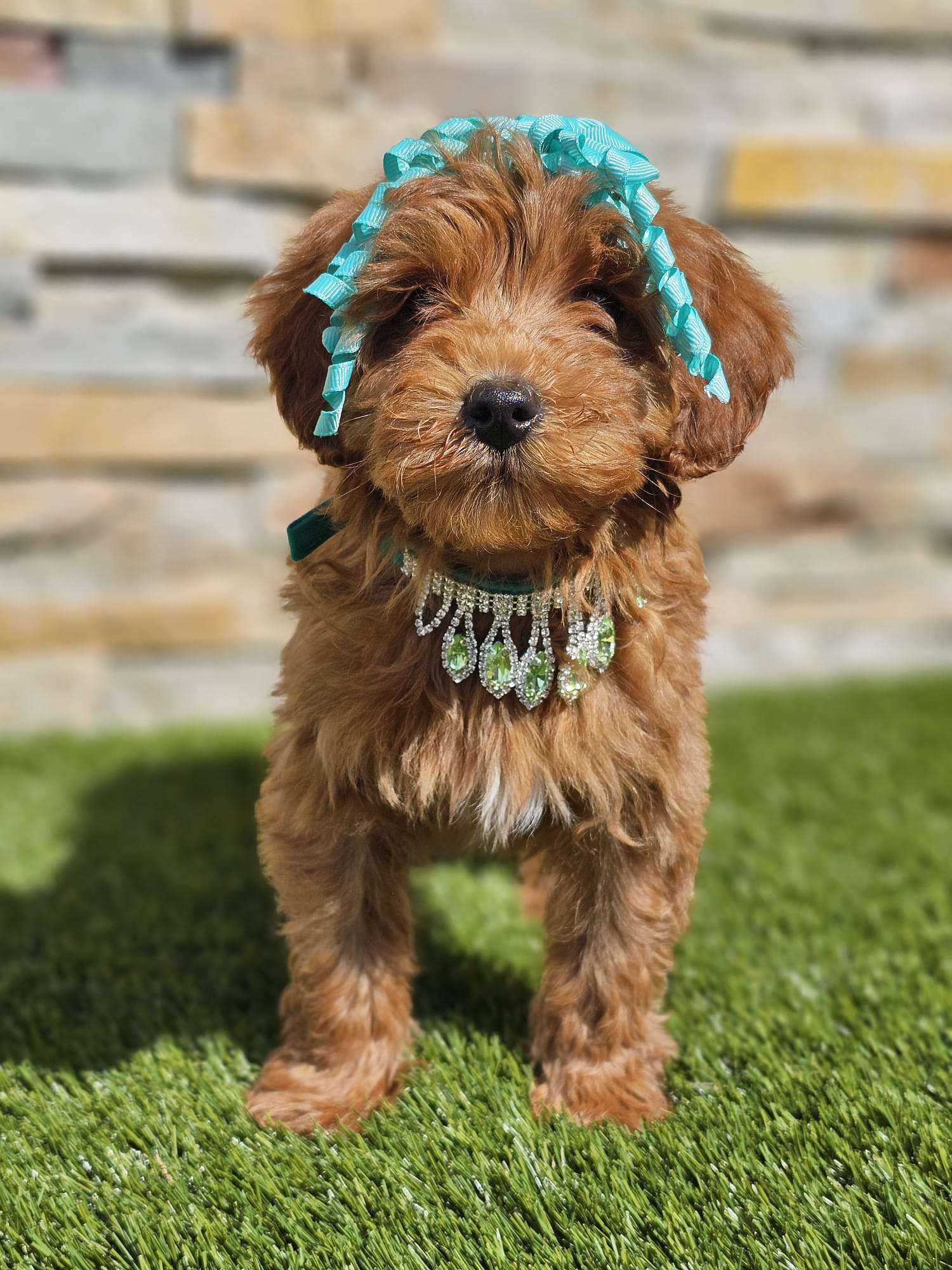 Micro - Charlotte - Female - Goldendoodles By Aggie