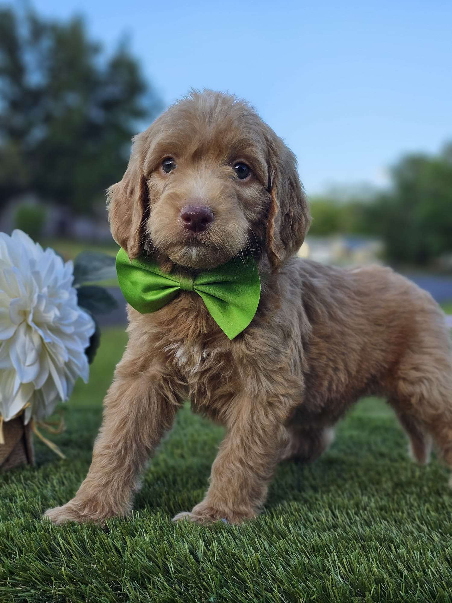 Standard – Walker – Male – Goldendoodles By Aggie