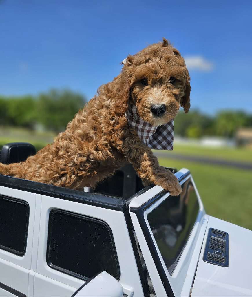 Miniature – Brodie – Male – Goldendoodles By Aggie