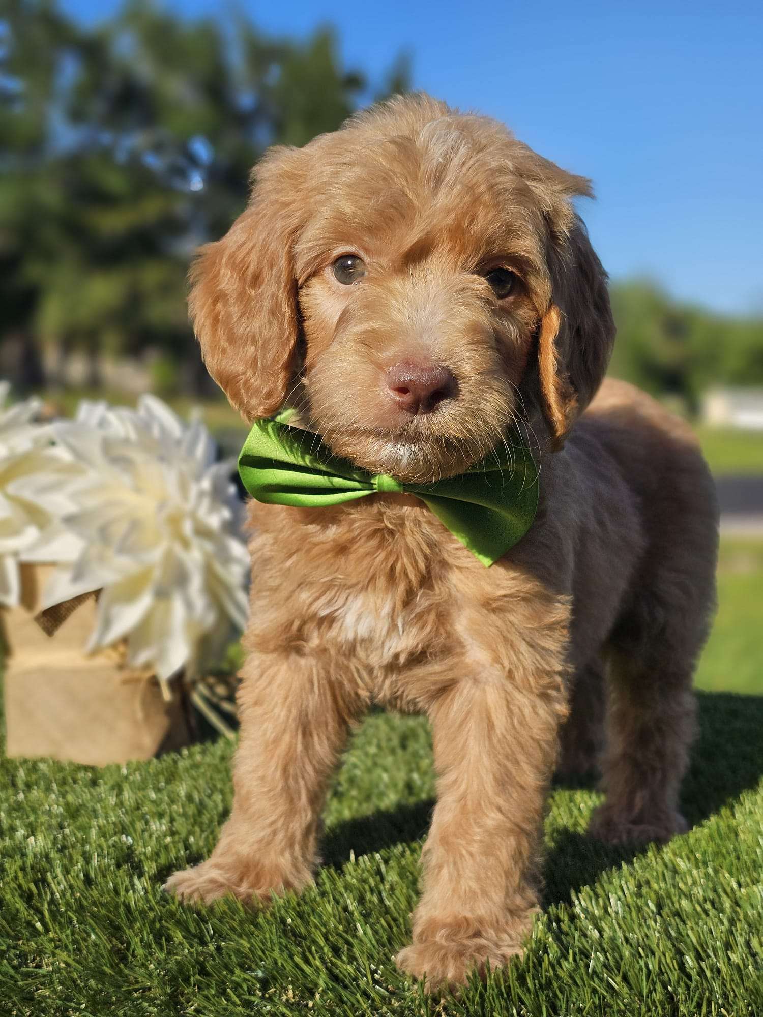 Standard - Walker - Male - Goldendoodles By Aggie