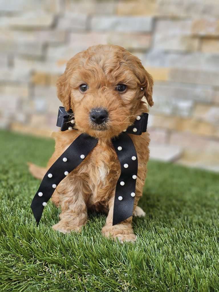 Mini – Tommy – Male – Goldendoodles By Aggie