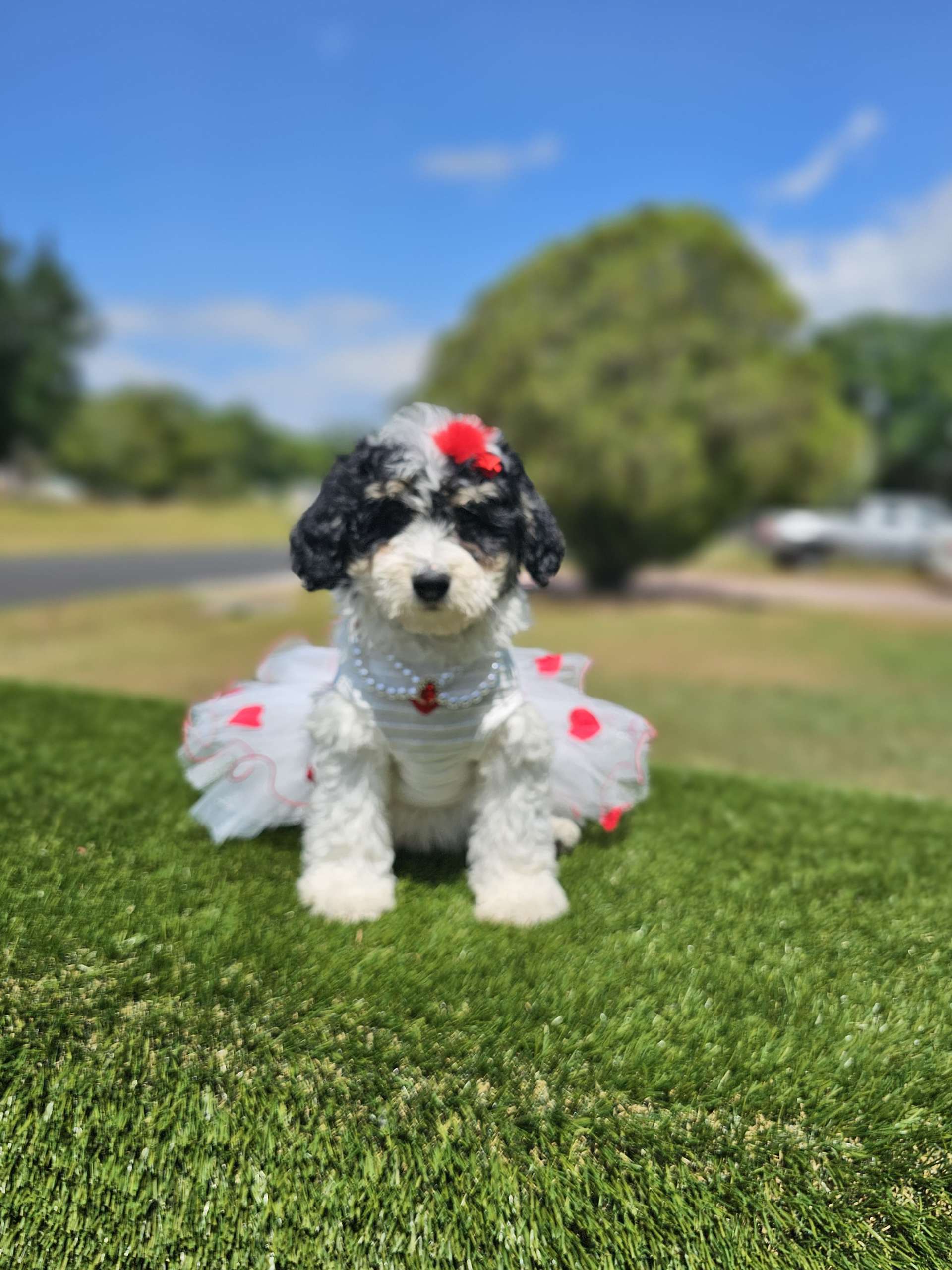 Mini bernedoodle - Oreo - Female - Goldendoodles By Aggie