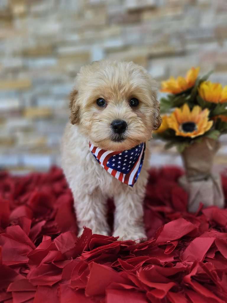 Toy – Benji – Male – Goldendoodles By Aggie