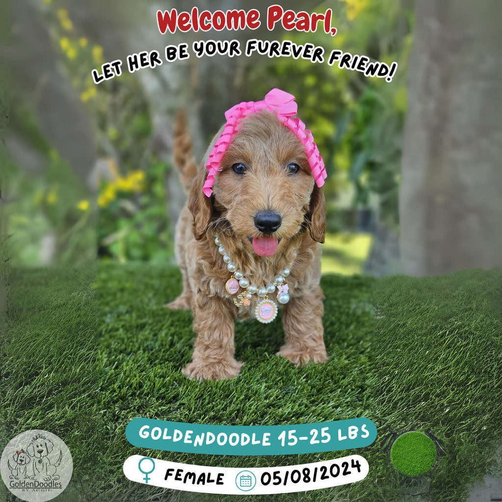 Available Pups - Goldendoodles By Aggie