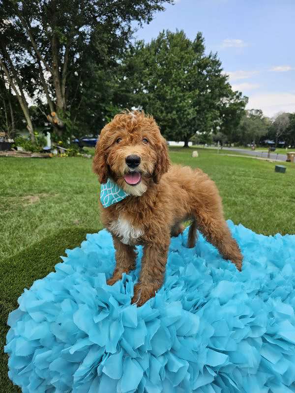 Standard – Bluey – Male – Goldendoodles By Aggie