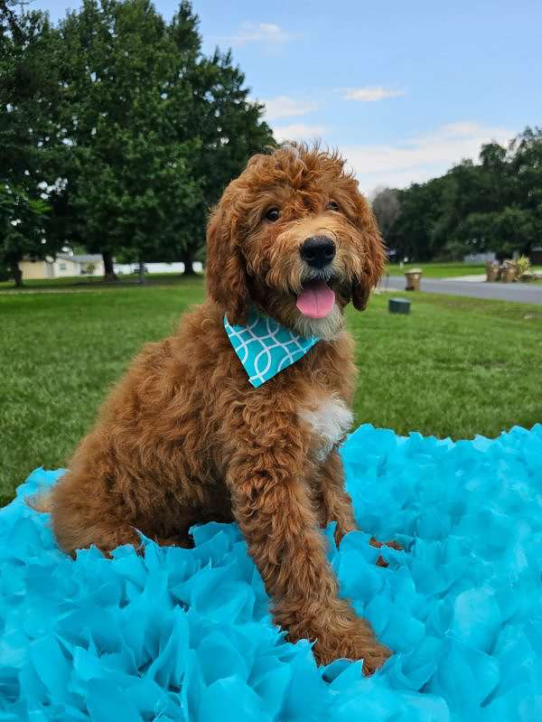 Standard – Bluey – Male – Goldendoodles By Aggie