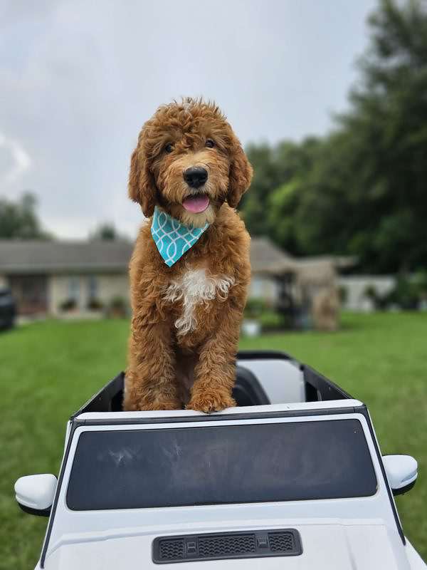 Standard – Bluey – Male – Goldendoodles By Aggie