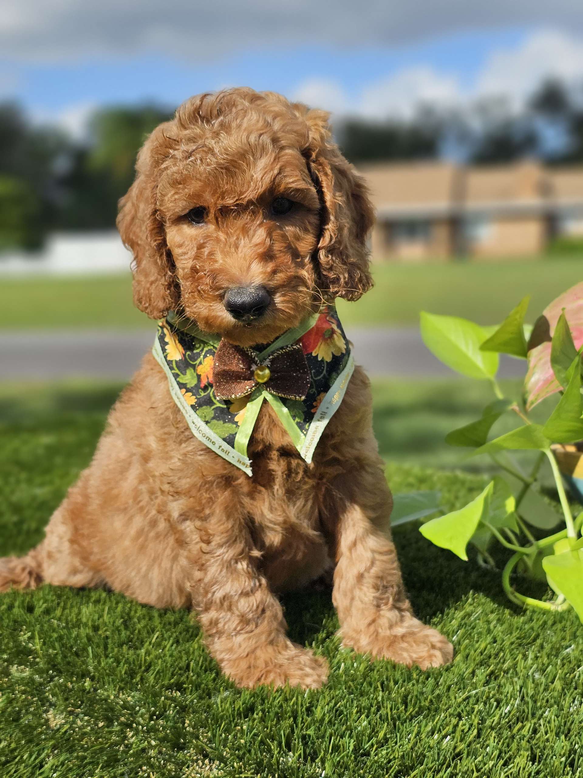 Medium – Archie – Male – Goldendoodles By Aggie