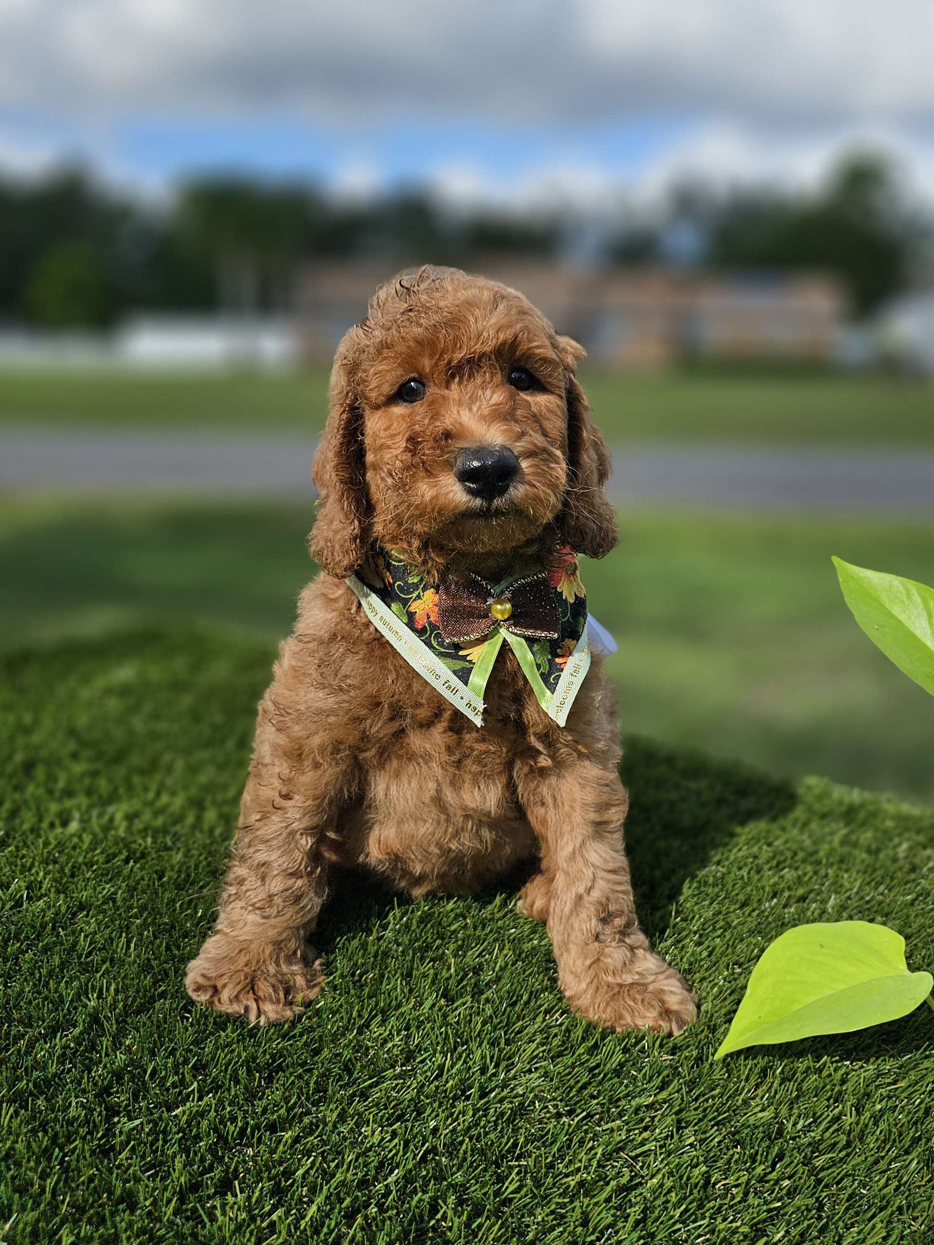 Medium – Archie – Male – Goldendoodles By Aggie