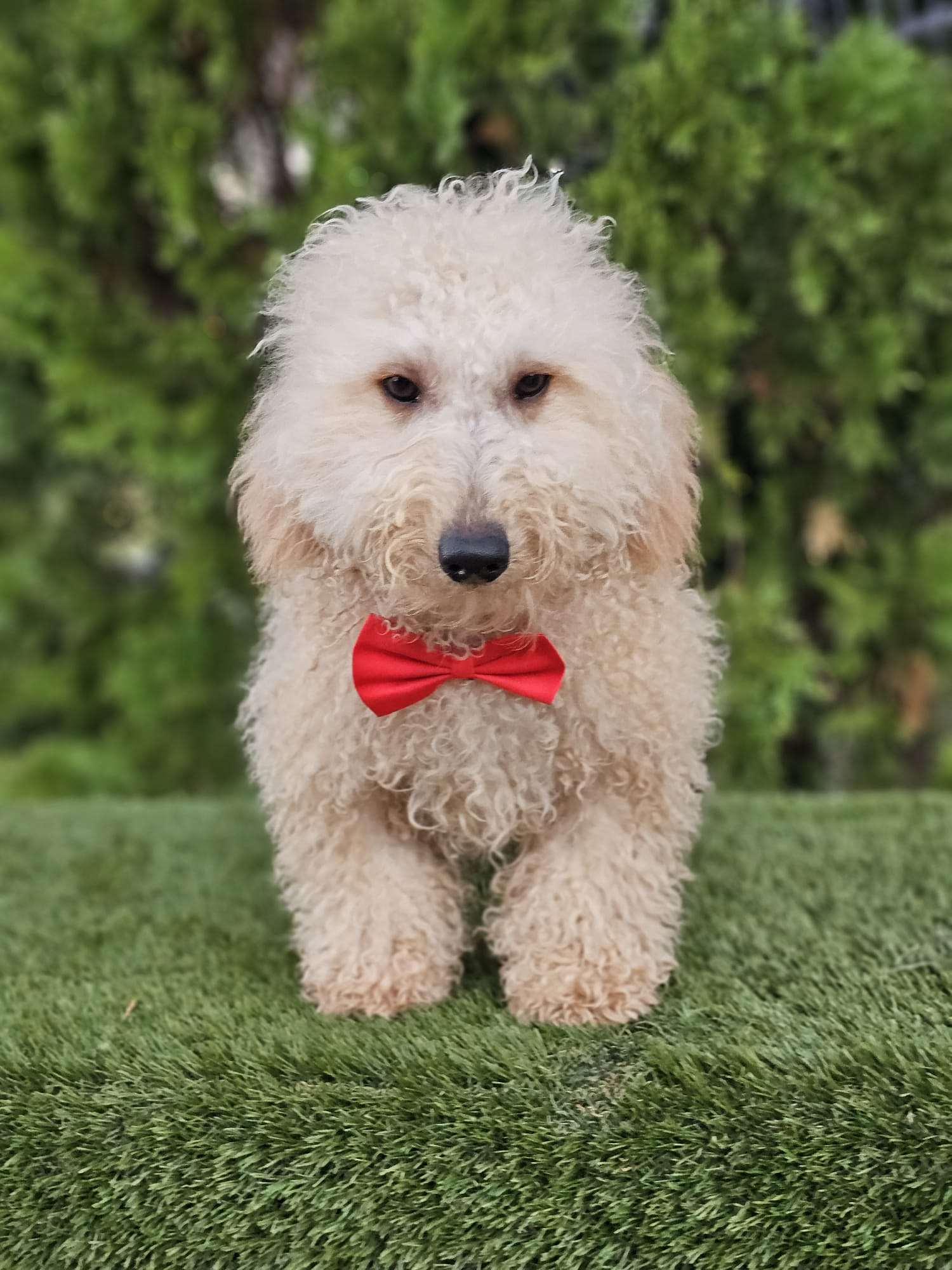 Toy – Ben – Male – Goldendoodles By Aggie