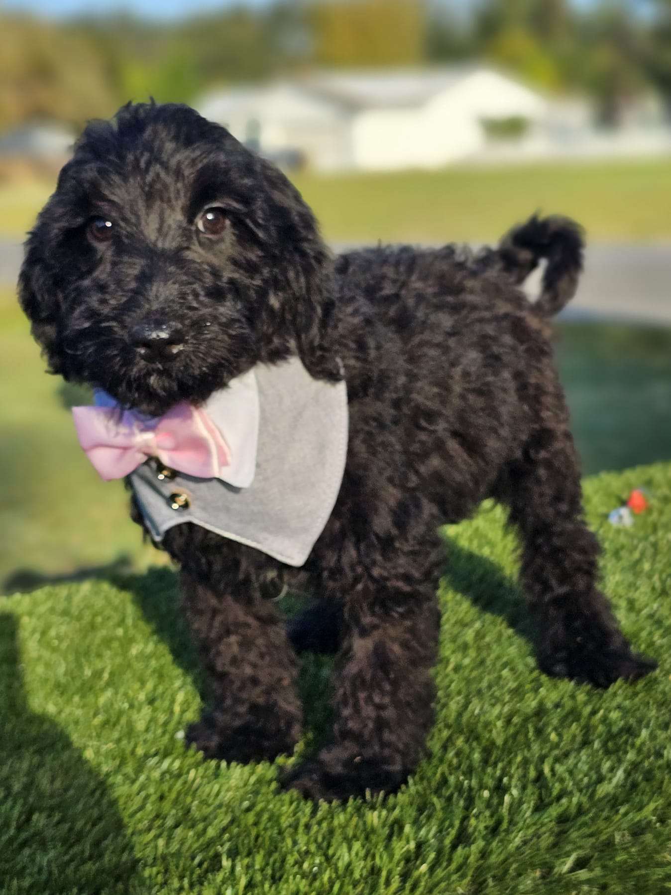 Medium - Shadow - Male - Goldendoodles By Aggie